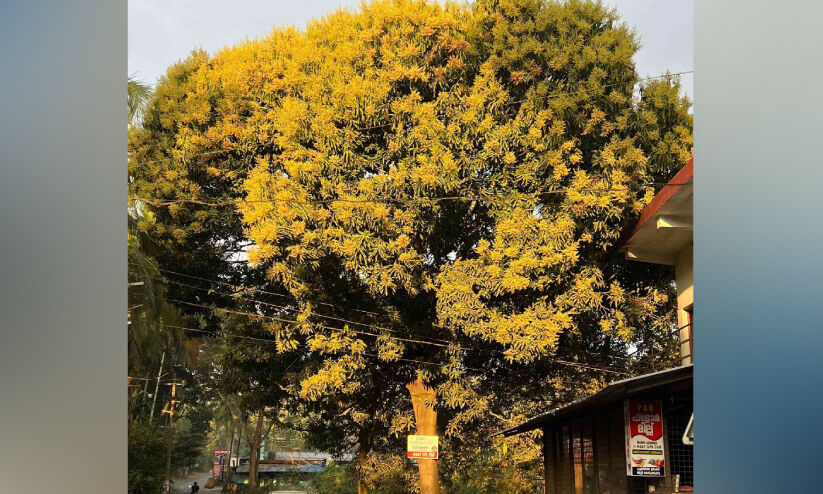 തണുപ്പ് കൂടി; പൂത്തുലഞ്ഞ് മലയോരത്തെ മാവുകൾ | Cold weather is coming ...