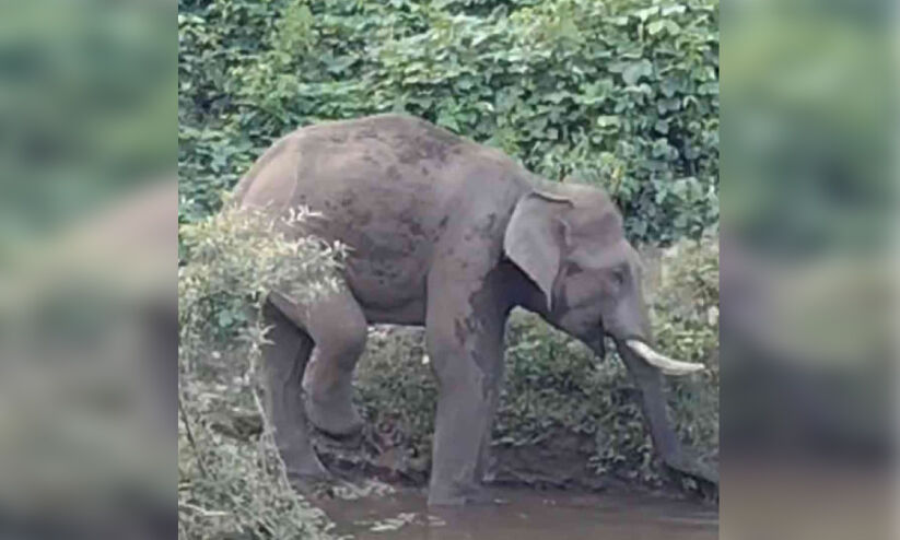 കാ ട്ടാ ന കാ ലി ൽ പ രി ക്കേ റ്റ നി ല യി ൽ | Injured in the foot of the ...