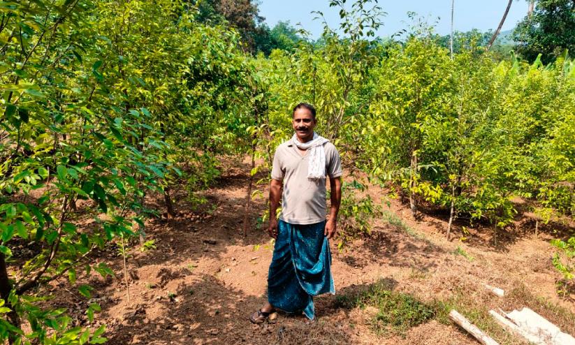 ഇവിടെ കാറ്റിന് ഊദിന്റെ സുഗന്ധം | The oud trees on the hillsides are ...