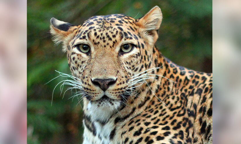 ഉപ്പുകുഴിയിൽ പുലി പശുക്കിടാവിനെ കൊന്നു | leopard kills calf in ...