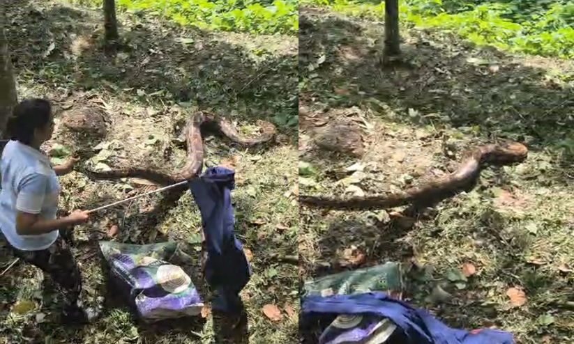 റബർ പുരയിടത്തിൽ ഭീതിപരത്തി കൂറ്റൻ പെരുമ്പാമ്പ് ; വനംവകുപ്പ് എത്തി ...