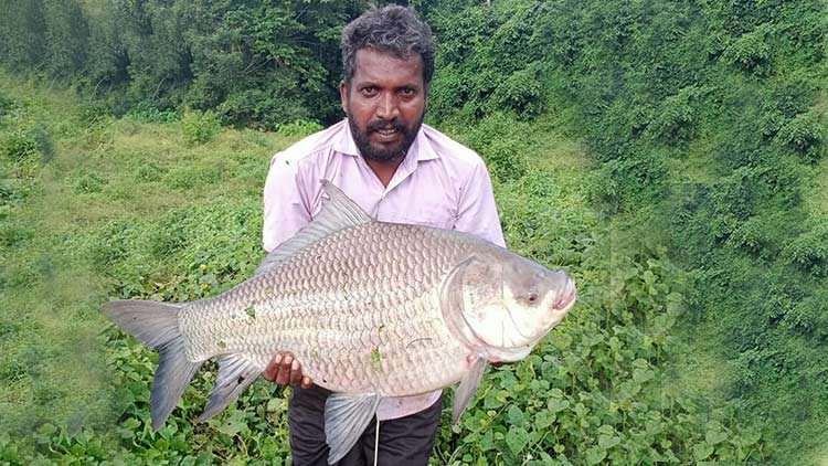 ചാലക്കുടിപ്പുഴയിൽ നിന്ന് ചൂണ്ടയിൽ ചാകര കൊയ്ത് രാജു | chalakkudy river raju- kerala news | Madhyamam
