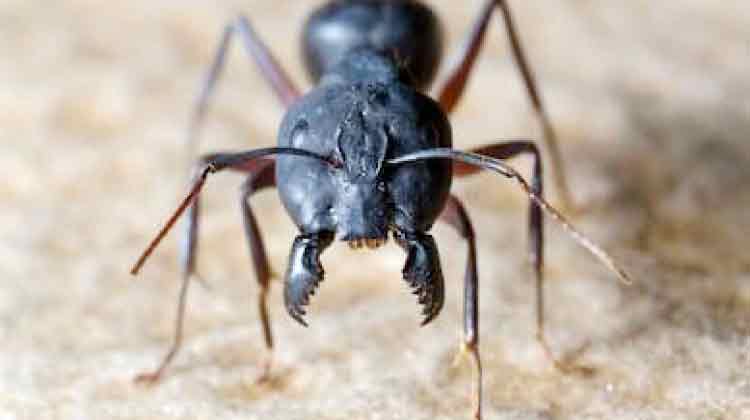 കറുത്ത ഉറുമ്പി െൻറ ആക്രമണം; മുൻകരുതലും ചികിത്സയും അനിവാര്യം | black ant ...